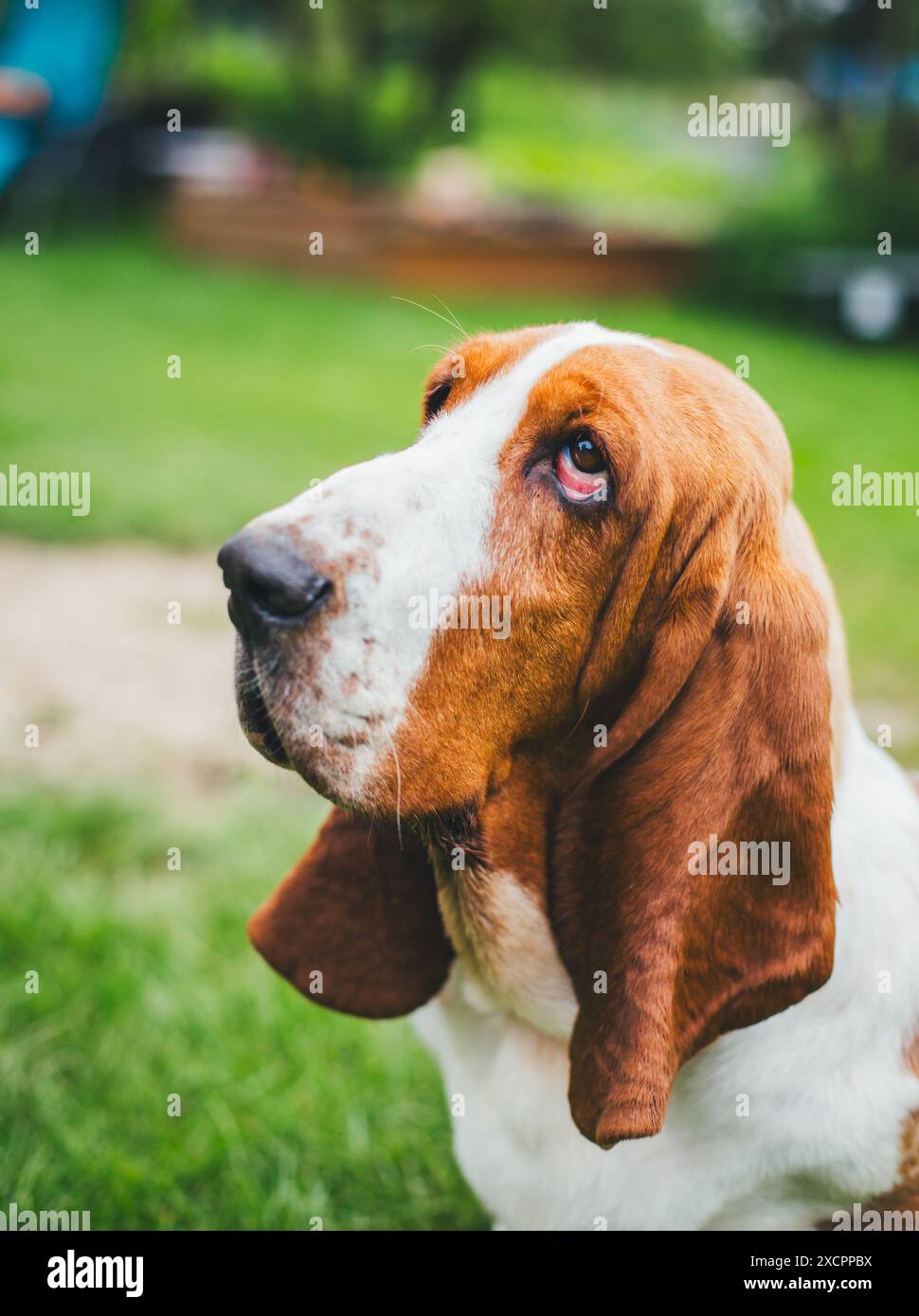 Dog basset hound hi-res stock photography and images - Alamy