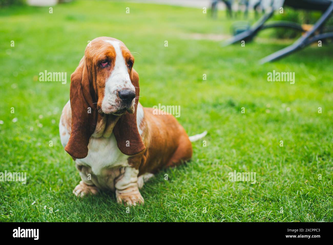 Working basset hi-res stock photography and images - Alamy
