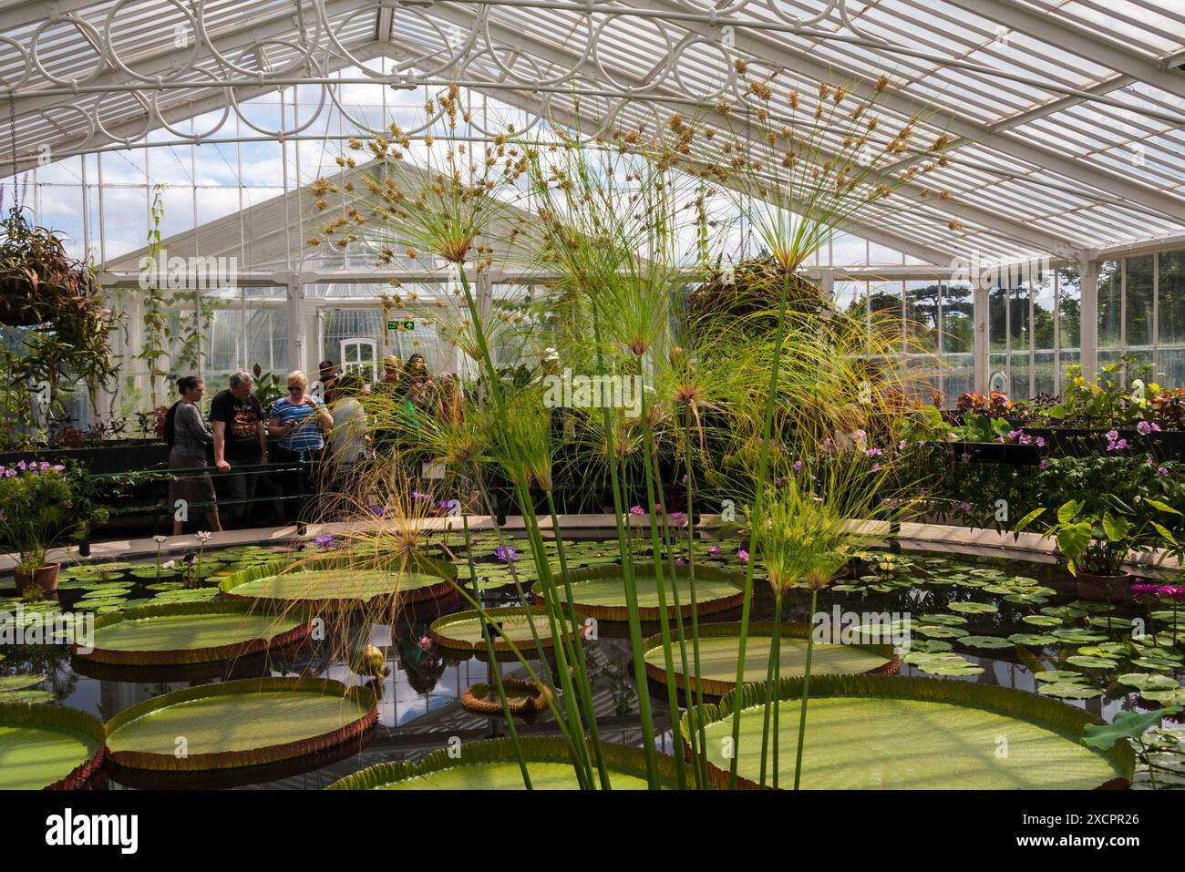 Lily plants inside the greenhouses at Kew Gardens,London,England,UK ...