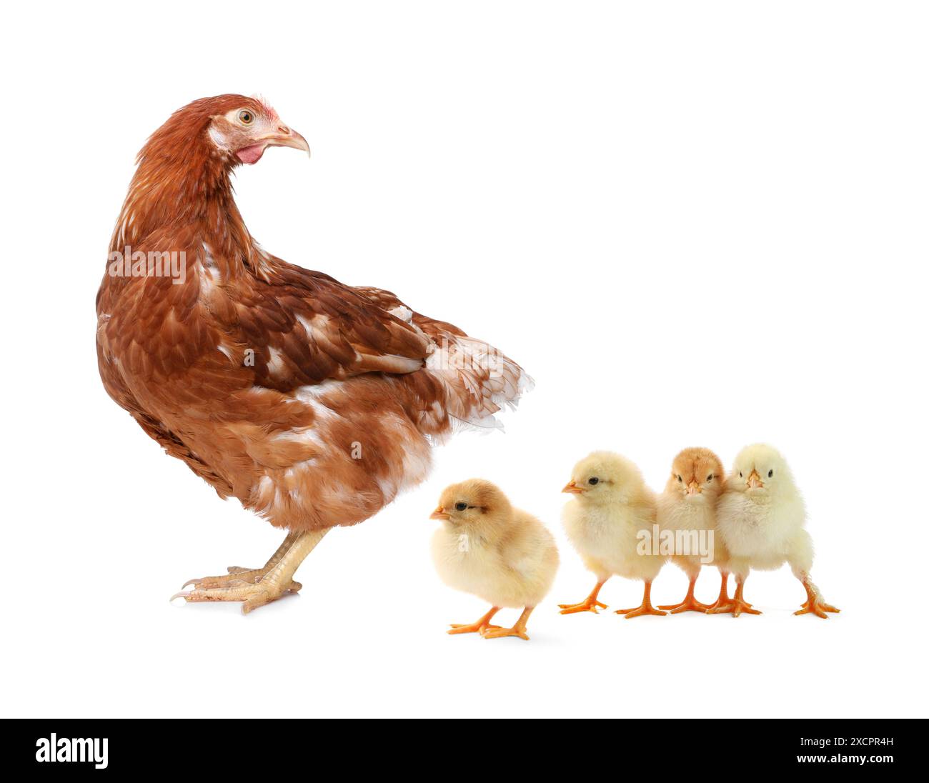 Chicken with cute chicks on white background Stock Photo - Alamy