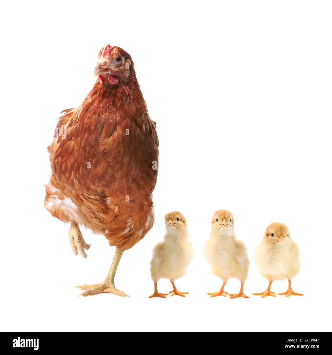 Chicken with cute chicks on white background Stock Photo - Alamy