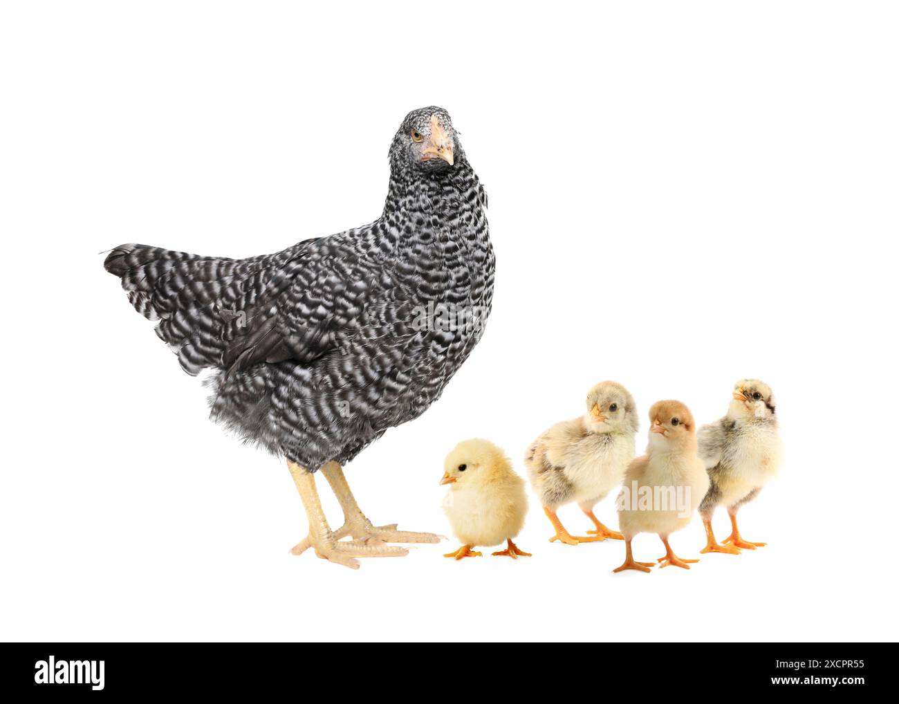 Chicken with cute chicks on white background Stock Photo - Alamy
