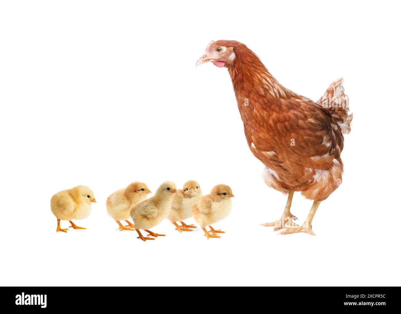 Chicken with cute chicks on white background Stock Photo - Alamy