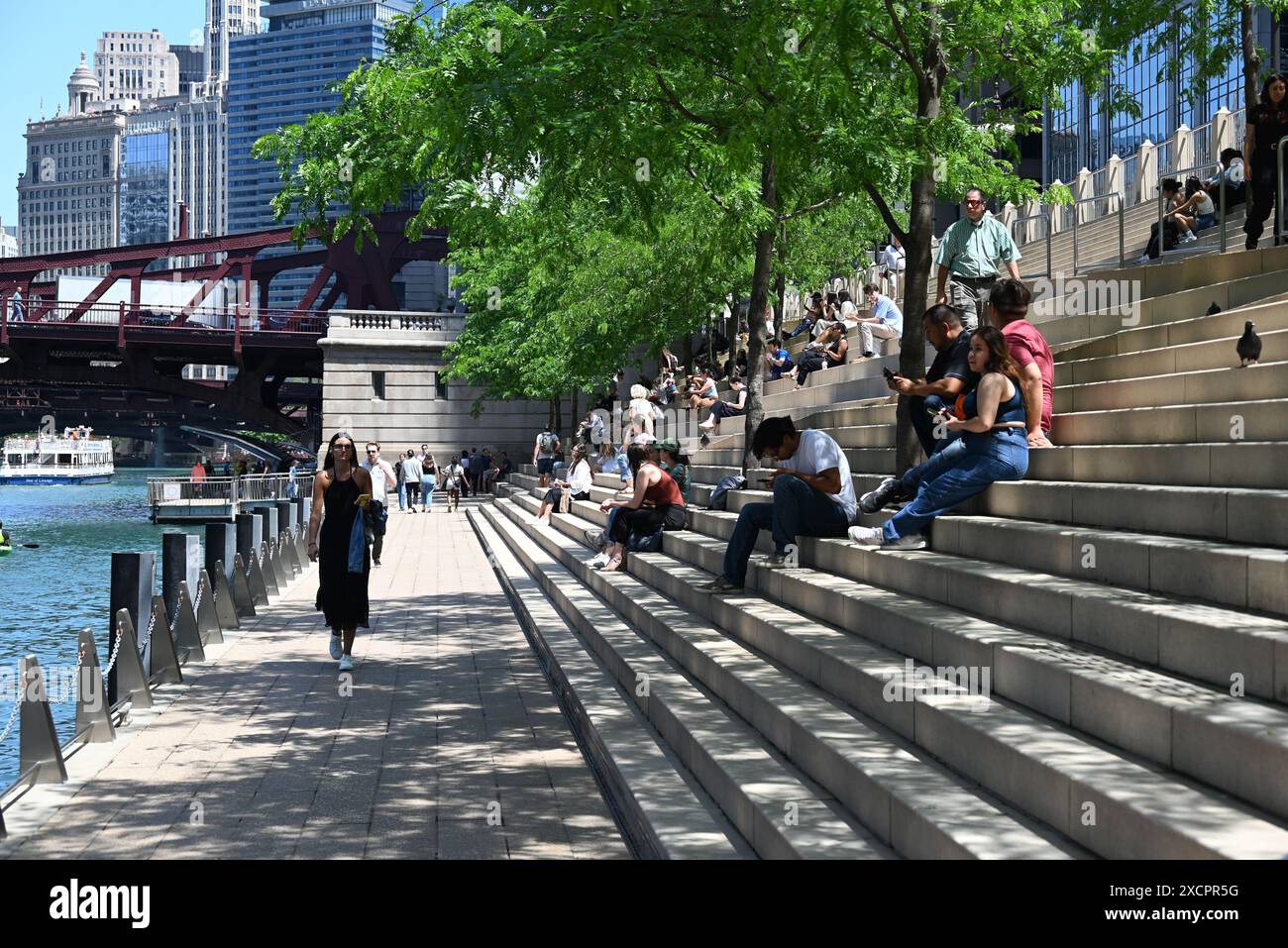 Chicagoans relax under the shade of Honey Locus trees on the steps of ...