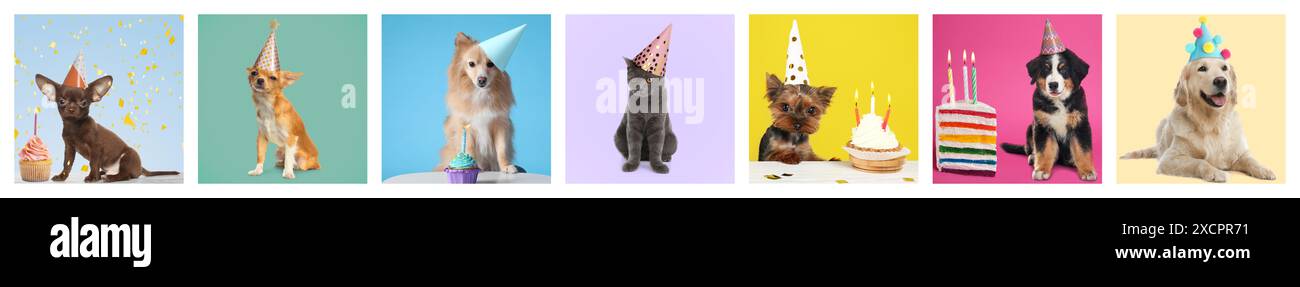 Adorable birthday cat and dogs in party hats on different color ...
