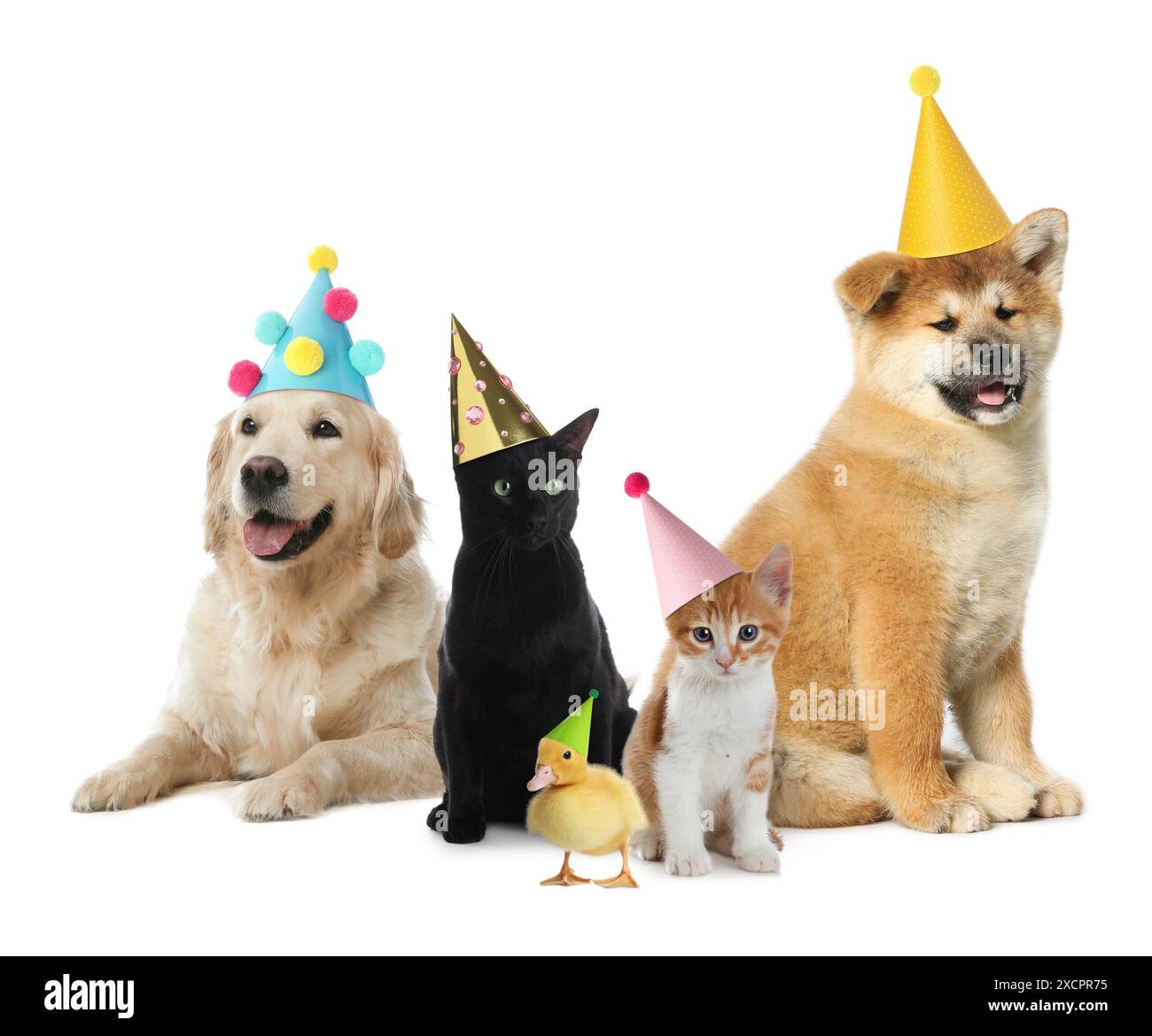 Many different animals with party hats on white background Stock Photo ...