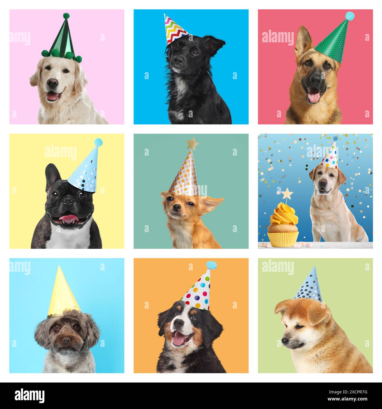 Cute birthday dogs in party hats on different color backgrounds ...
