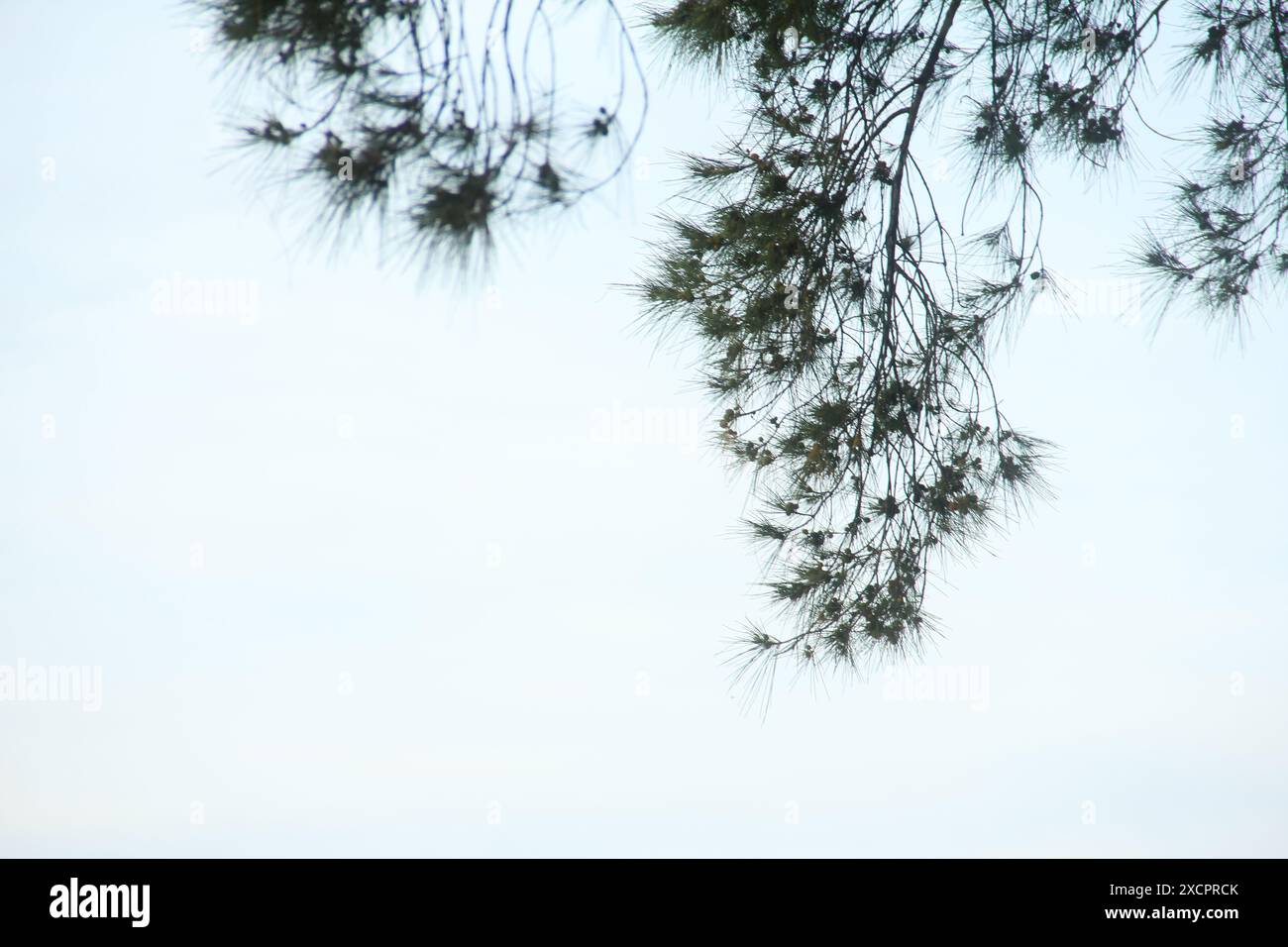 Cemara laut or Casuarina Equisetifolia on the edge of the beach whose ...