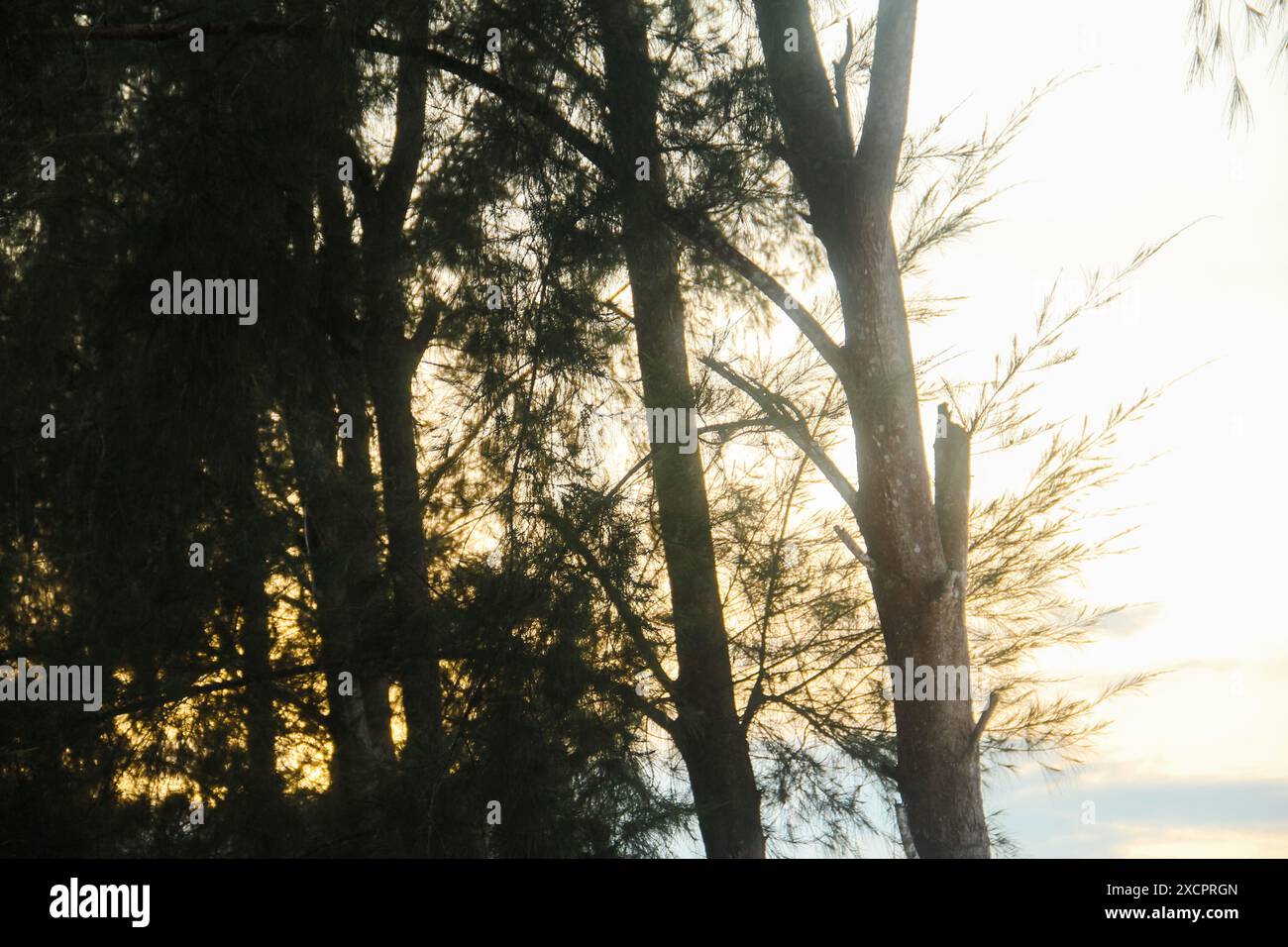 Cemara laut or Casuarina Equisetifolia on the edge of the beach whose ...