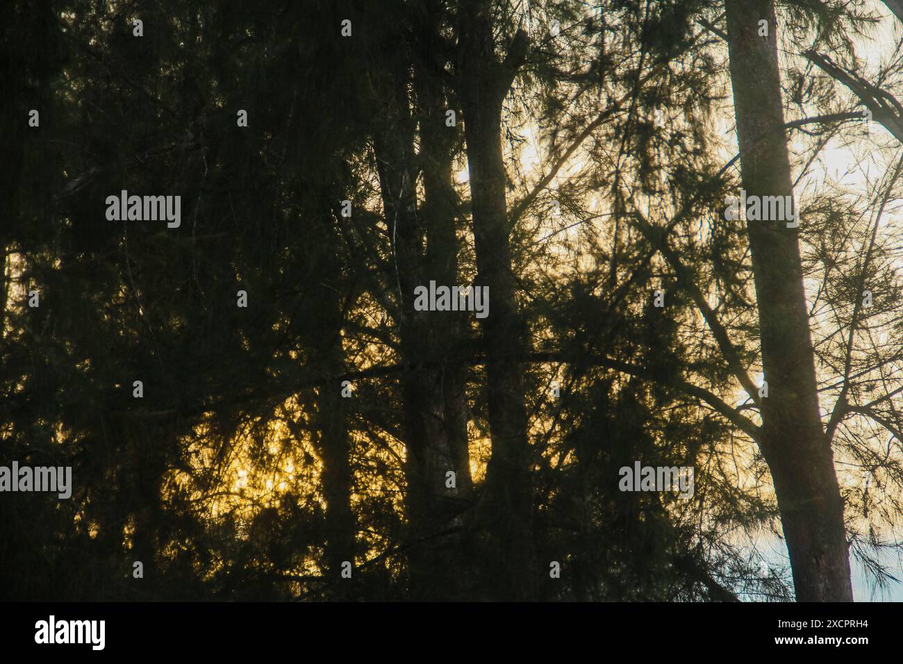 Cemara laut or Casuarina Equisetifolia on the edge of the beach whose ...