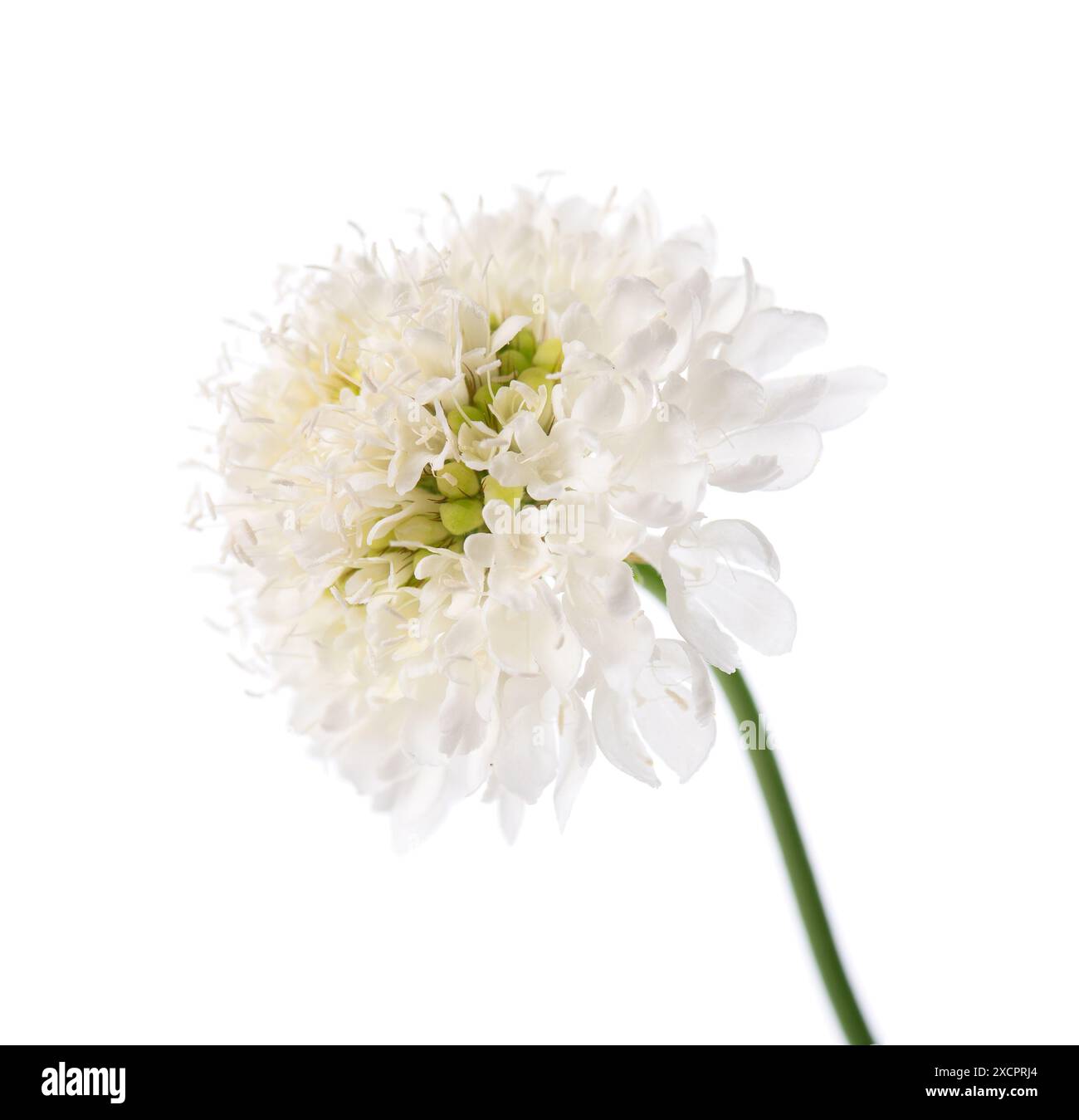Scabious flower isolated on white background. Knautia arvensis. White ...