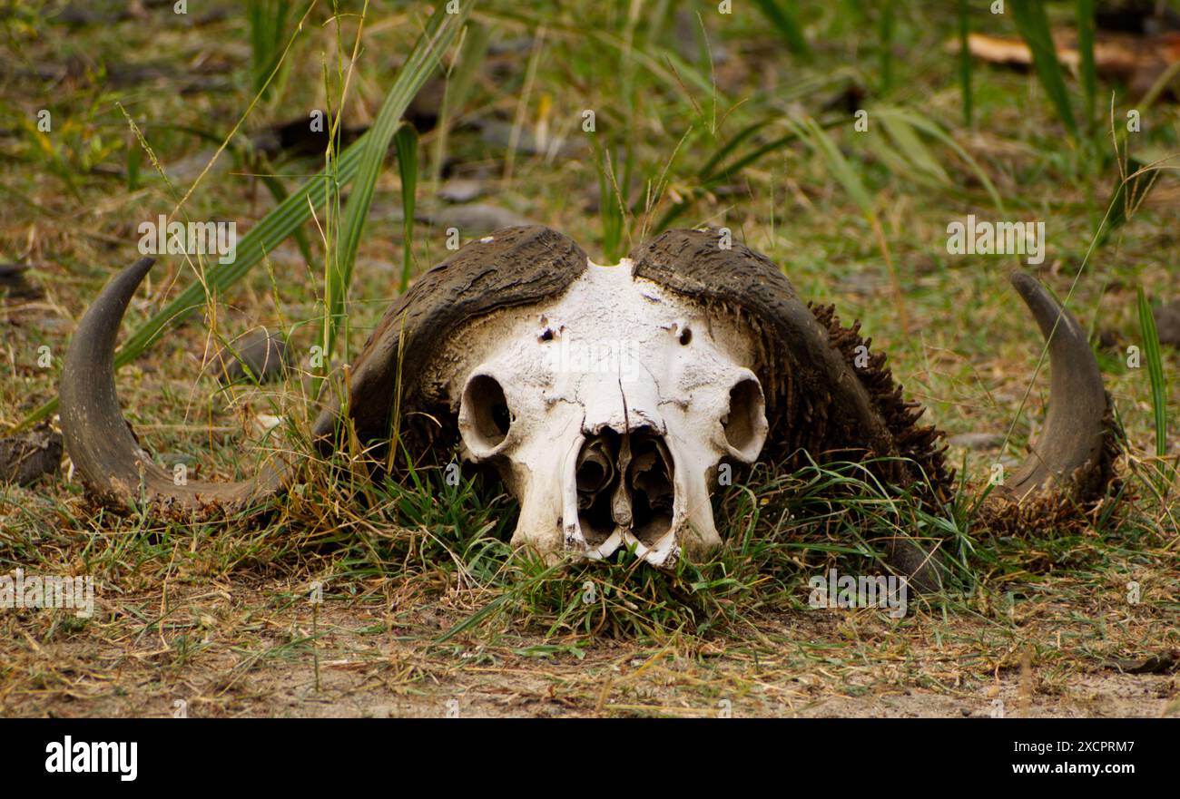 Buffalo skeleton hi-res stock photography and images - Alamy