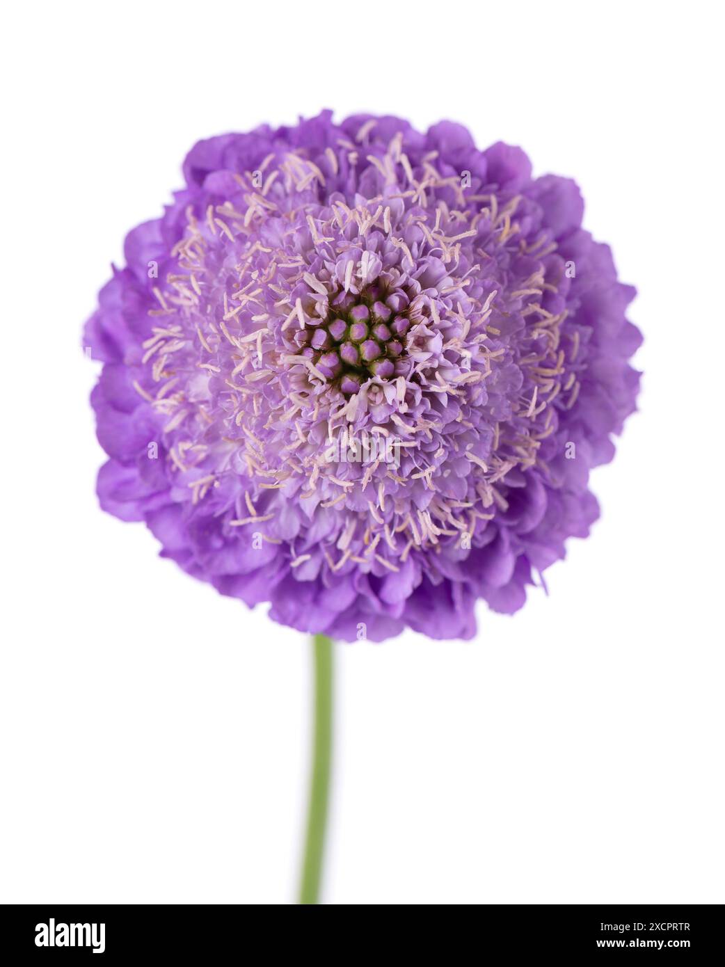 Scabious flower isolated on white background. Knautia arvensis. Purple ...