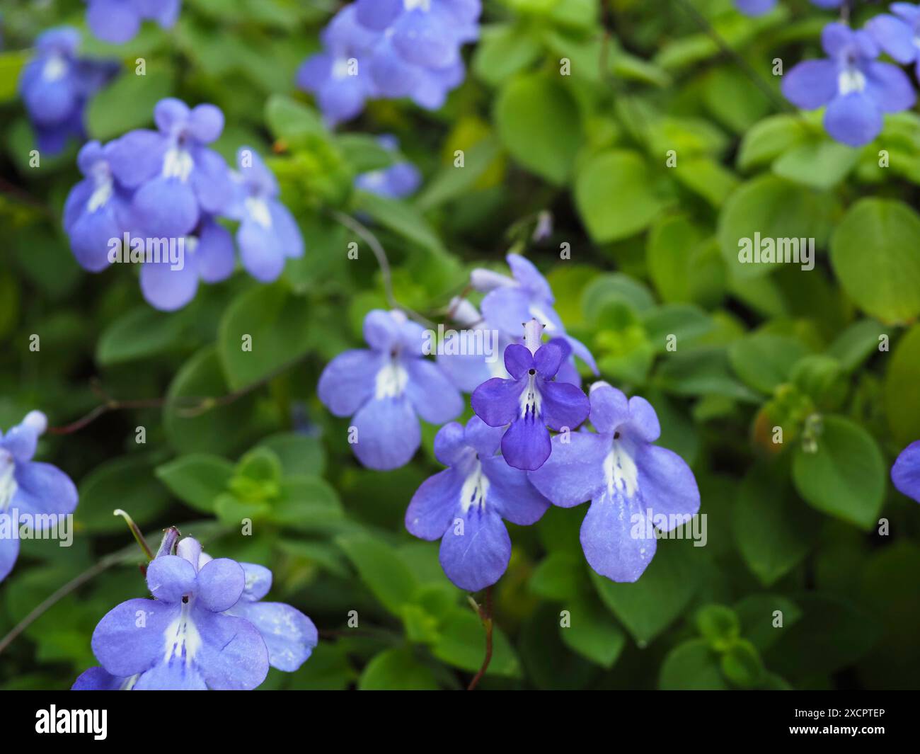 False african violet hi-res stock photography and images - Alamy
