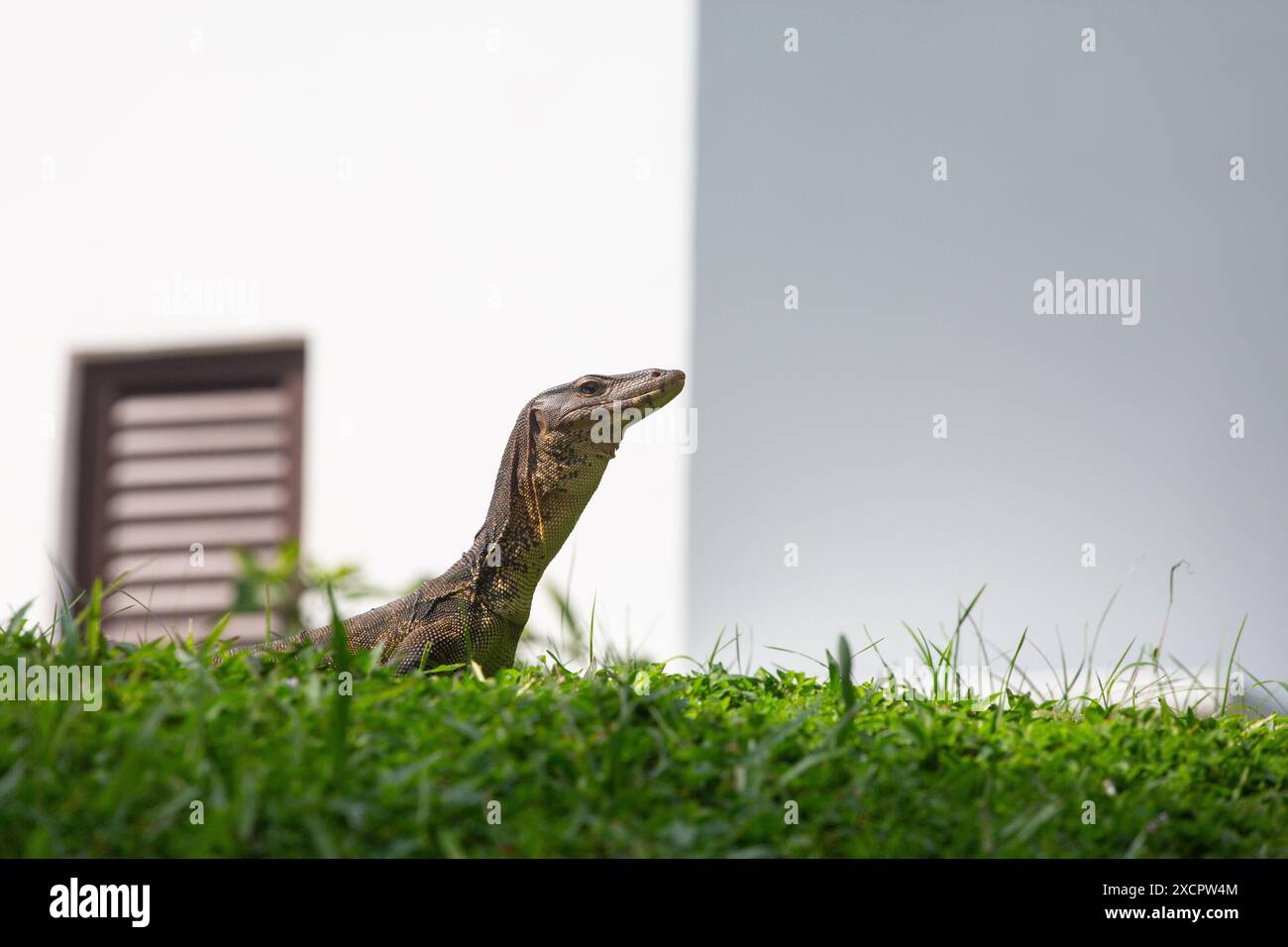 Malayan Water Monitor Lizard against a white wall background is spotted ...