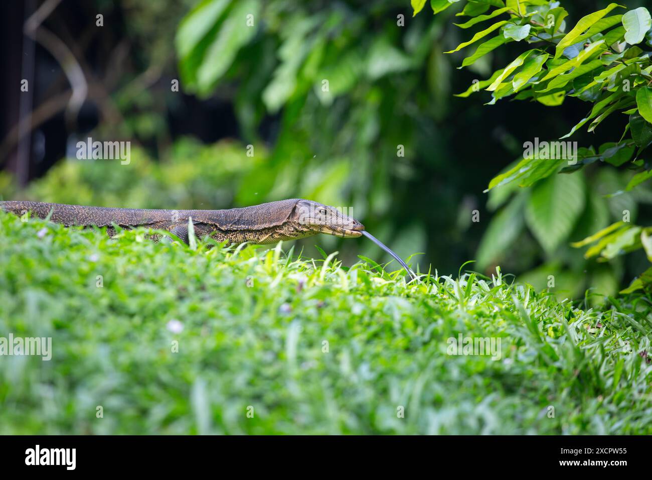 Malayan Water Monitor Lizard highly forked tongues that act as part of ...