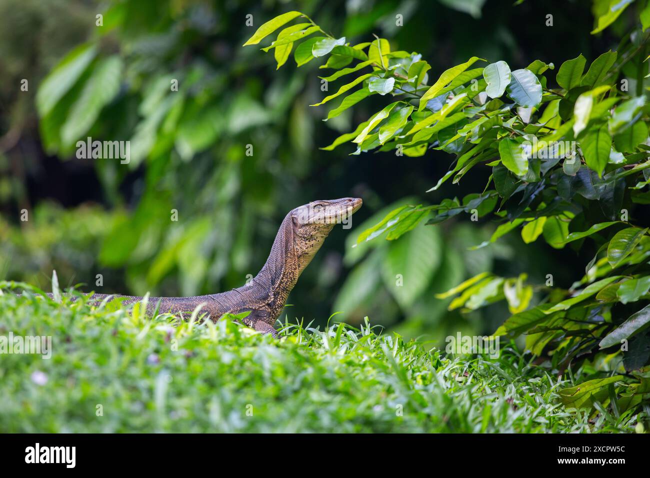 Side view of Malayan Water Monitor Lizard spotted at Singapore Botanic ...