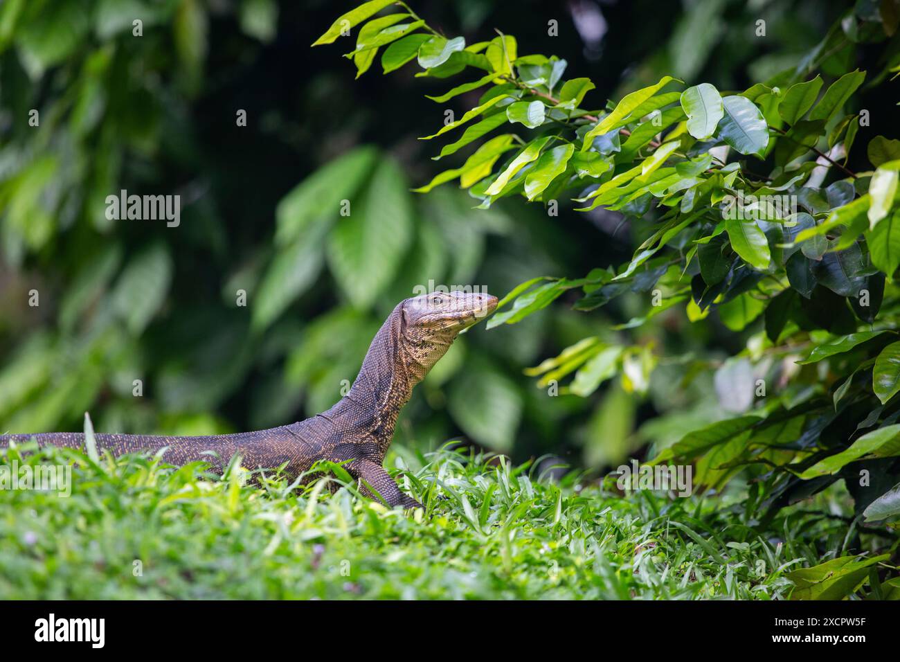 Malayan Water Monitor Lizard head up observing habitant area. Singapore ...