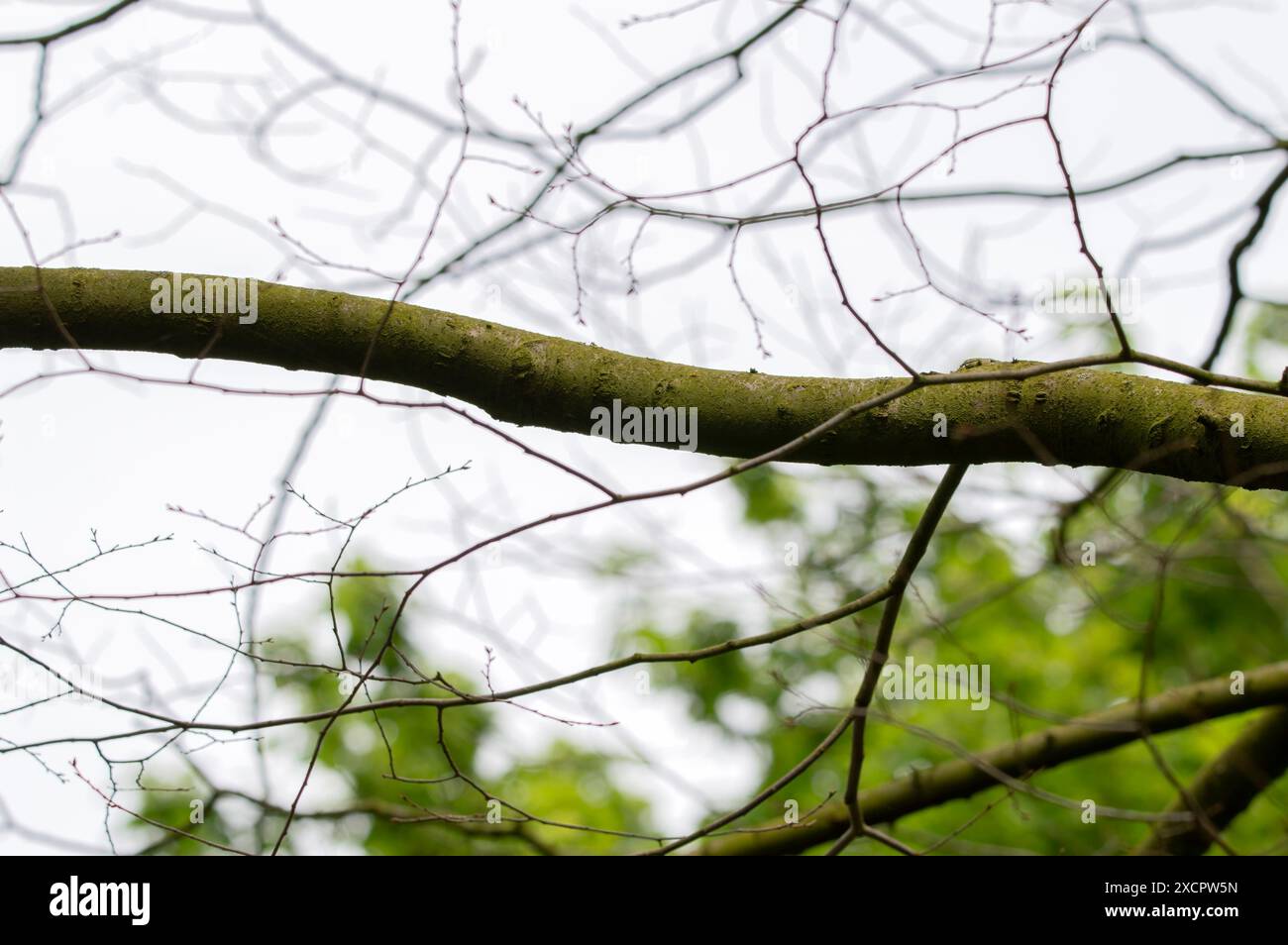 Close Up Branch Of A Zelkova Serrata Tree At Amsterdam The Netherlands ...