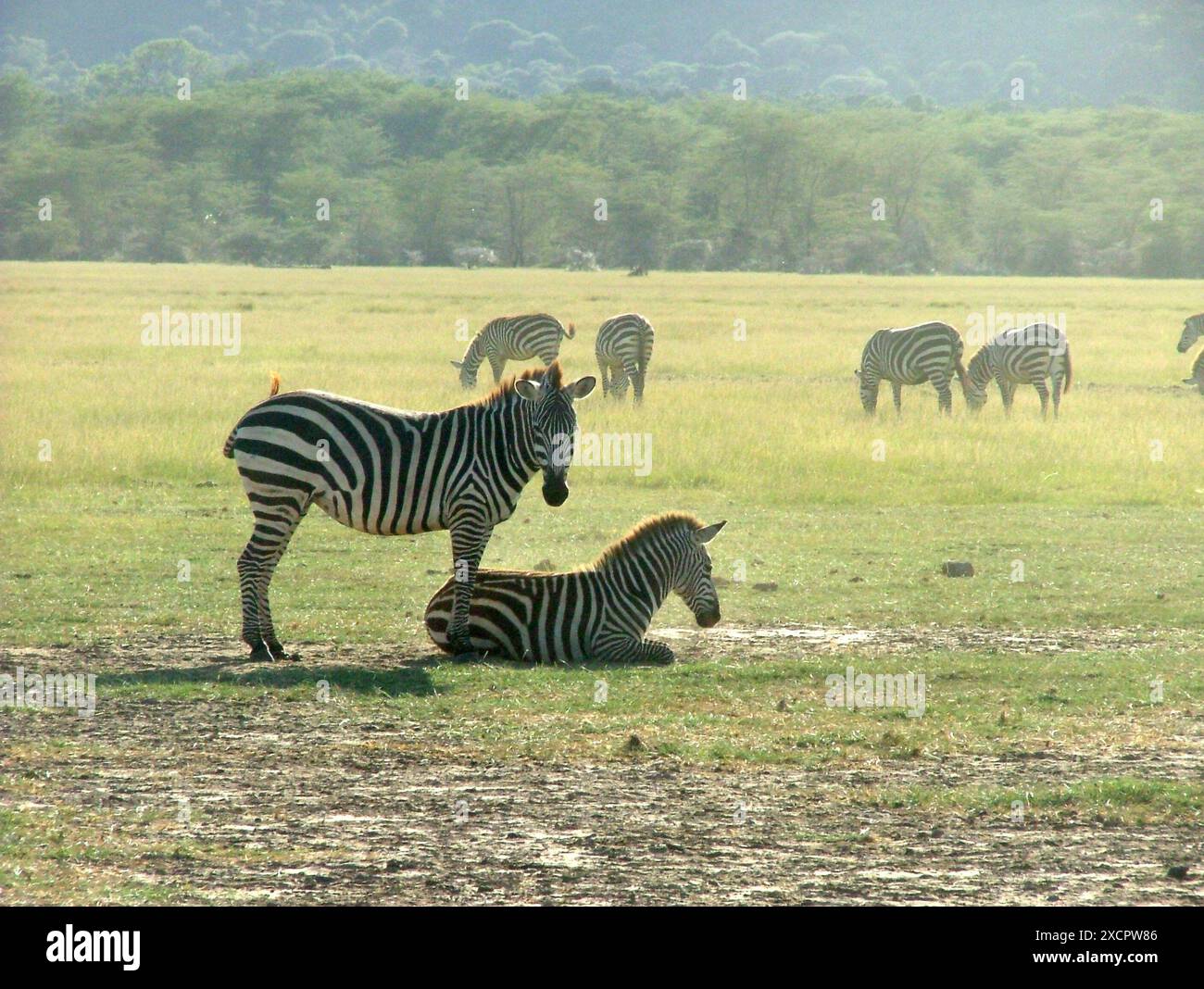 PPL PHOTO AGENCY - COPYRIGHT RESERVED Park Zebra, Tanzania, Africa: A ...