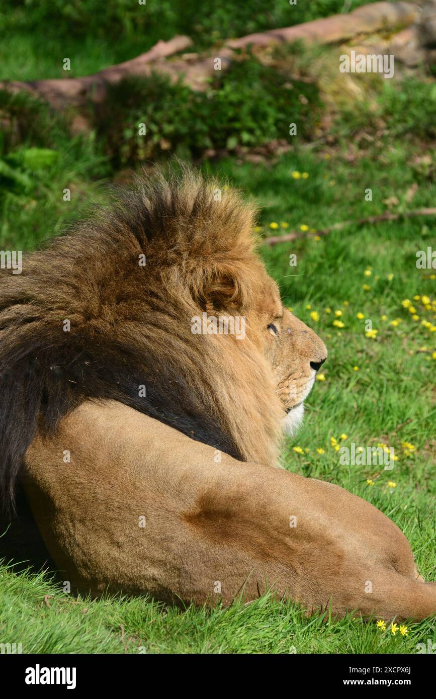 Rear view lion hi-res stock photography and images - Alamy