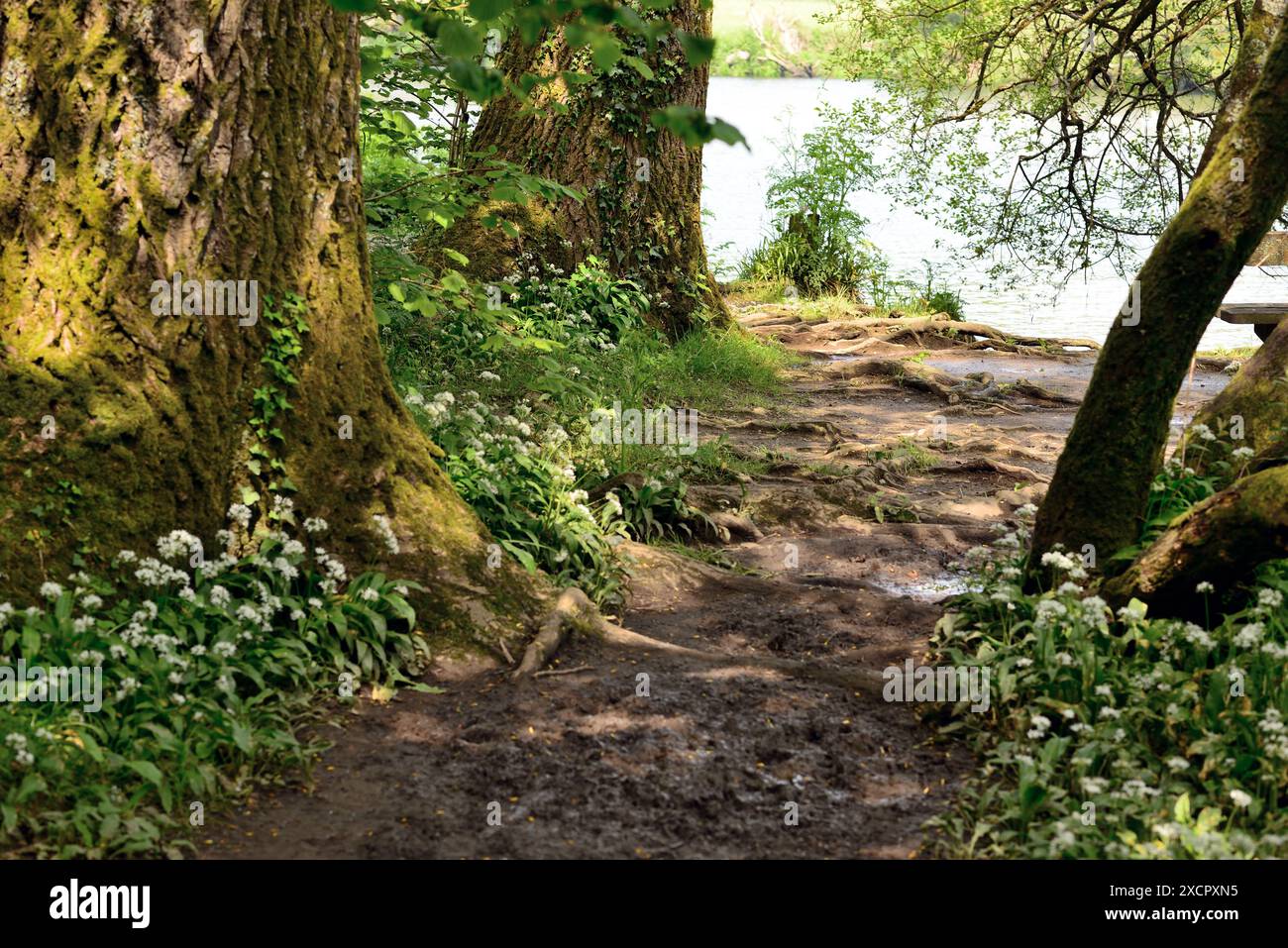 Exposed tree roots growing across a countryside path Stock Photo - Alamy
