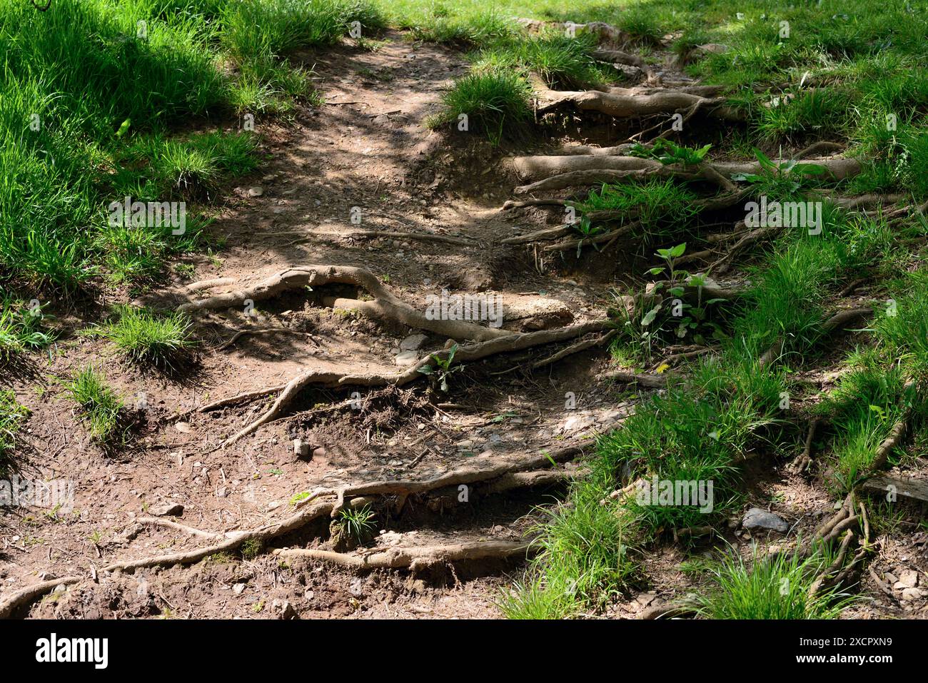 Exposed tree roots growing across a countryside path Stock Photo - Alamy