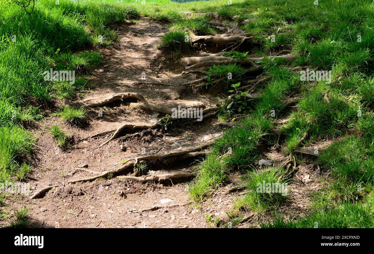 Exposed tree roots growing across a countryside path Stock Photo - Alamy