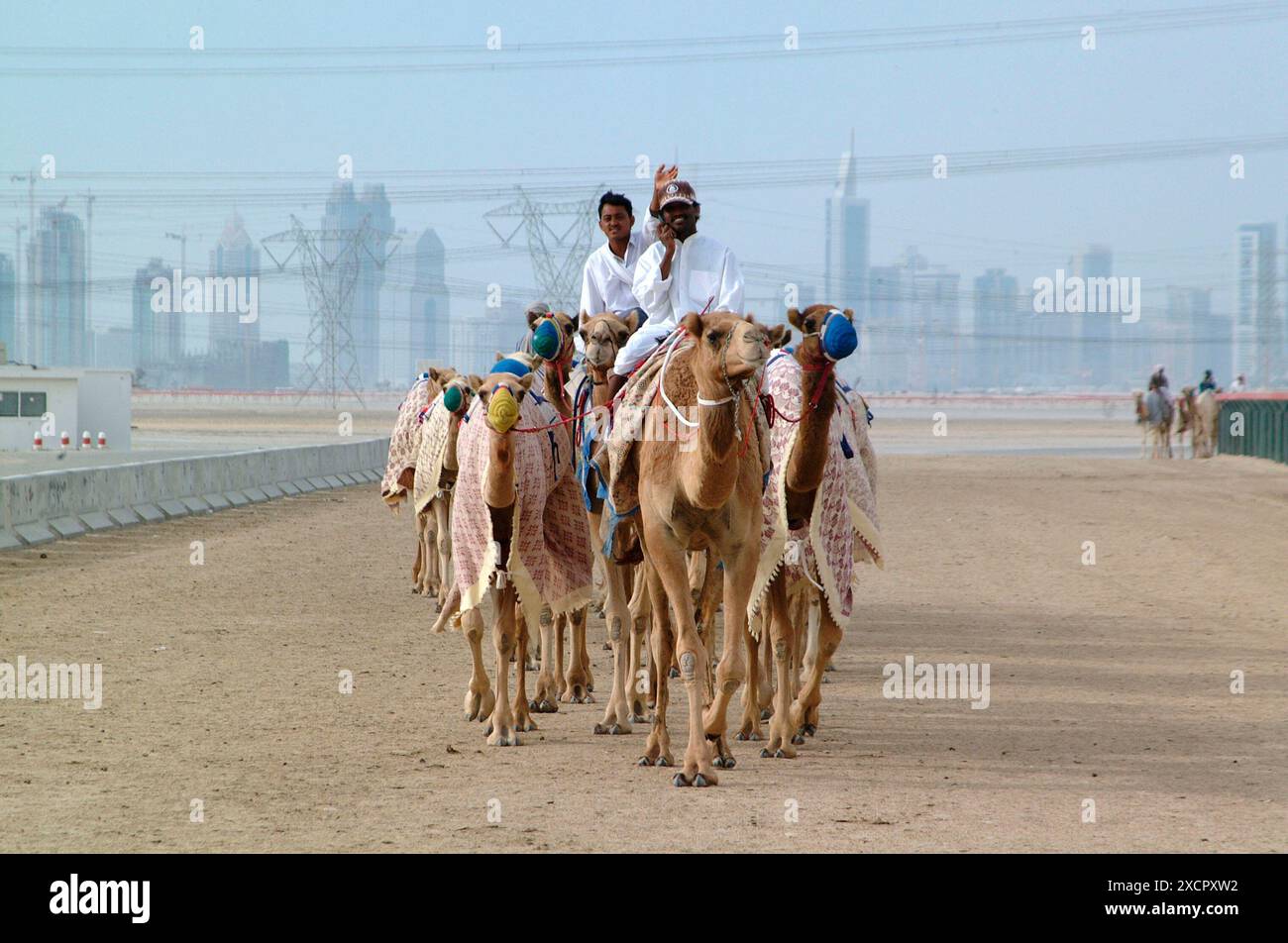 Dubai: Racing Camels following a training run around a 7 kilometer ...