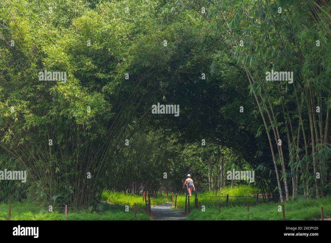 Full lush scenic greenery thick canopy view, back view of female ...