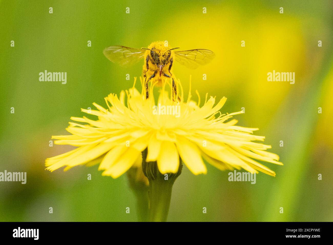 Killearn, Stirling, Scotland, UK. 18th June, 2024. UK weather: A honey ...