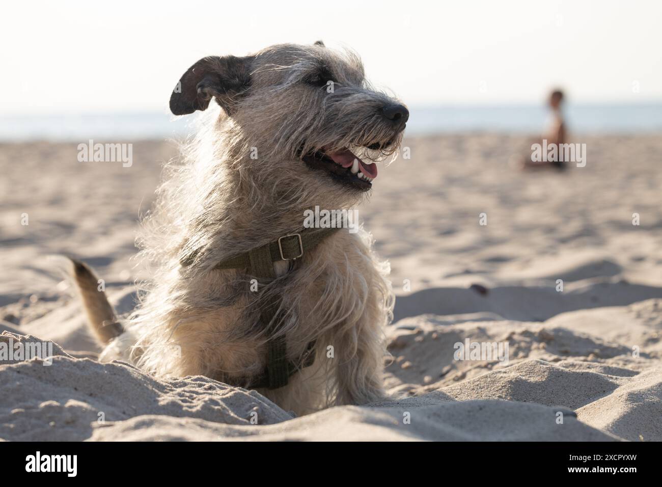 Happy Scruffy Dog on Sandy Beach Stock Photo - Alamy