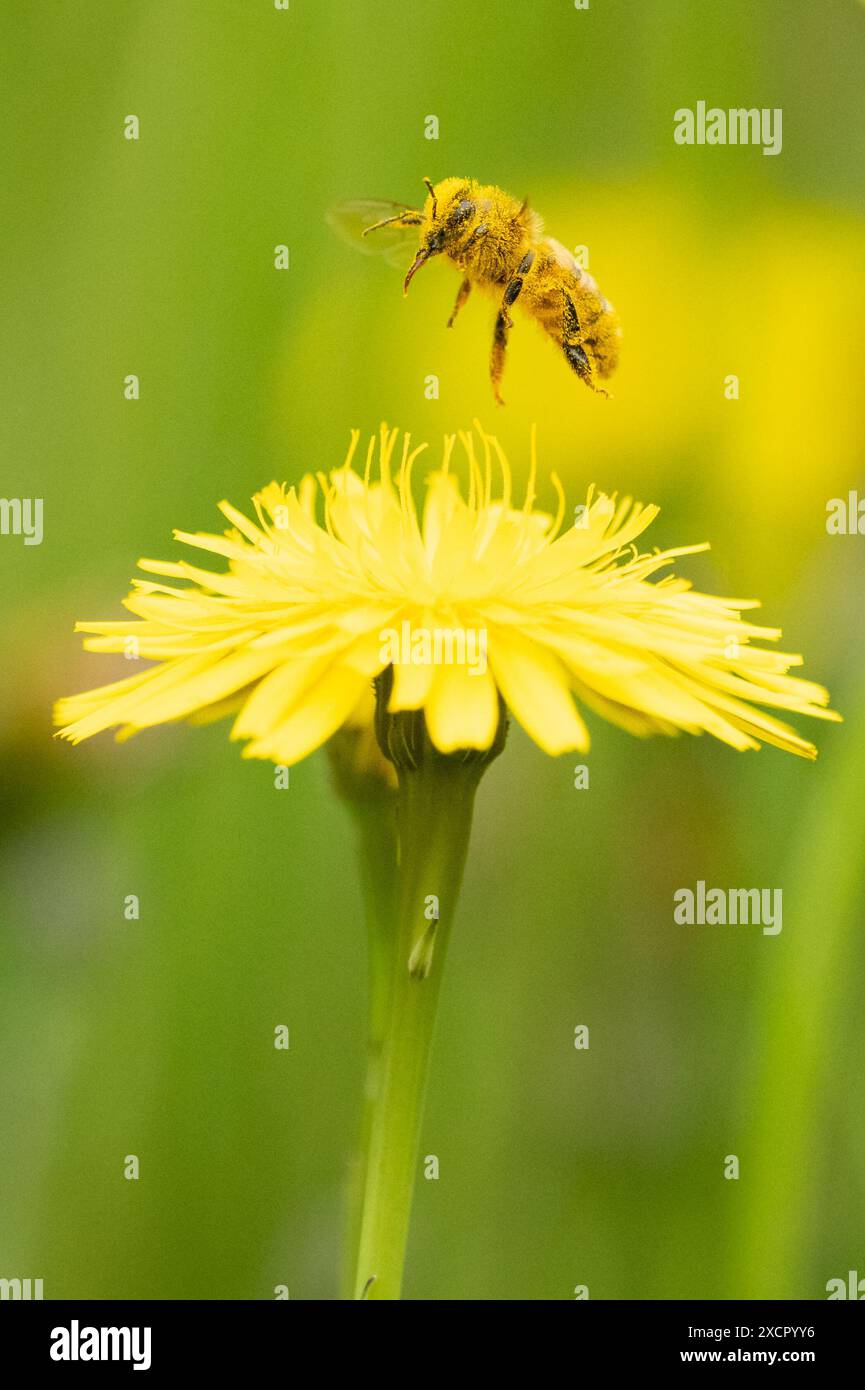 Killearn, Stirling, Scotland, UK. 18th June, 2024. UK weather: A honey ...