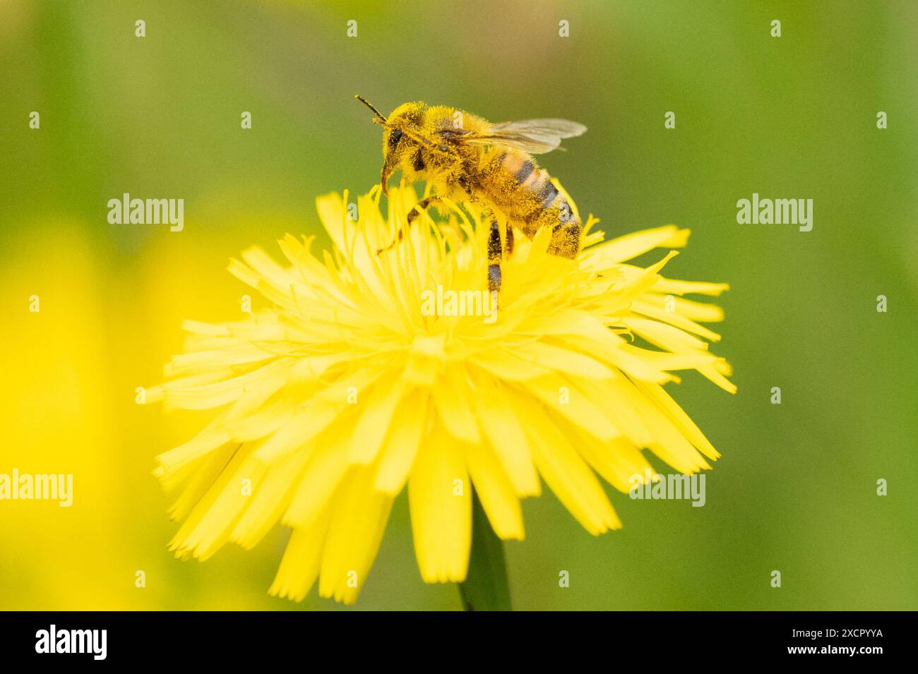 Killearn, Stirling, Scotland, UK. 18th June, 2024. UK weather: A honey ...