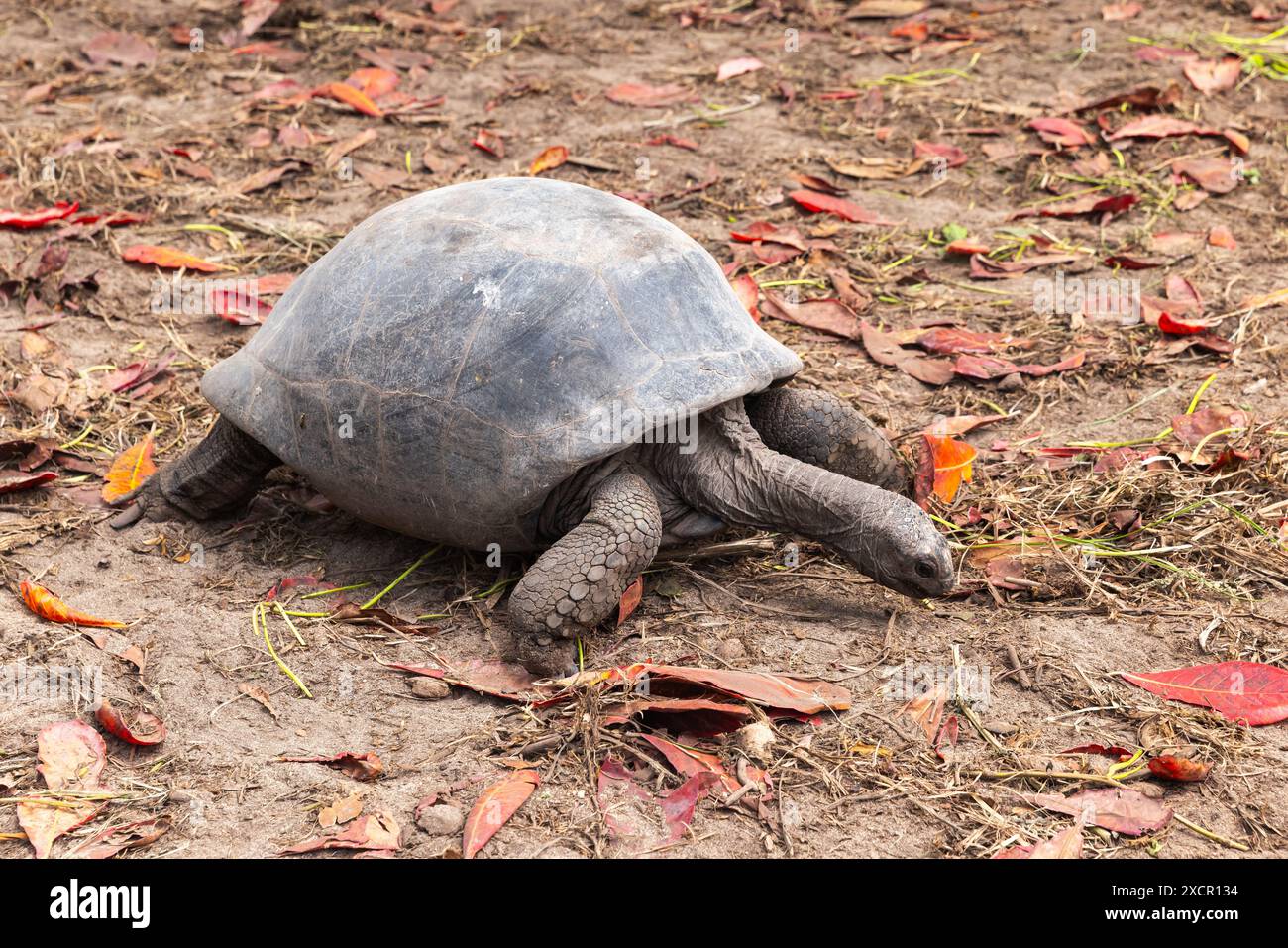 Aldabra giant tortoise crawling on the ground in the wild ...
