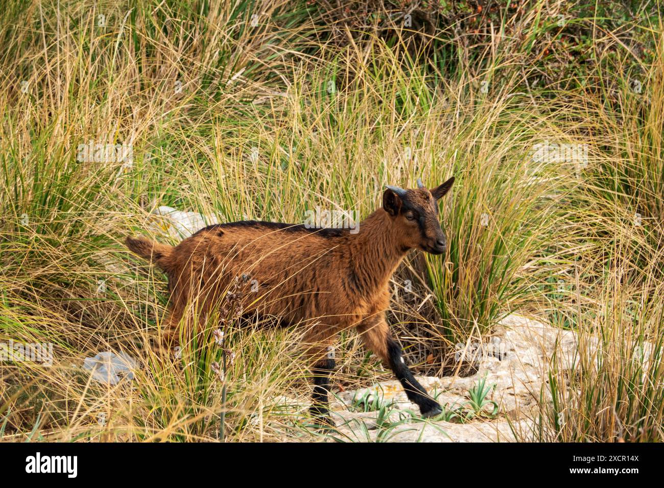 Domestic mountain brown young goat grazing on green grass, Majorca ...