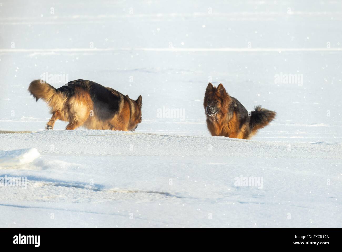Two dogs in snow hi-res stock photography and images - Alamy