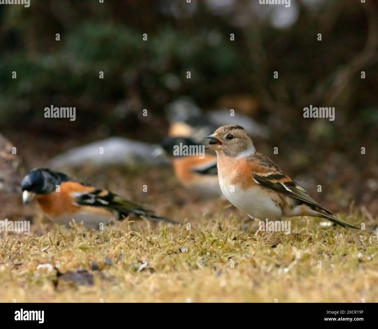 Feeding wintering birds in the garden. Brambling female on the ground, birds in the background ...