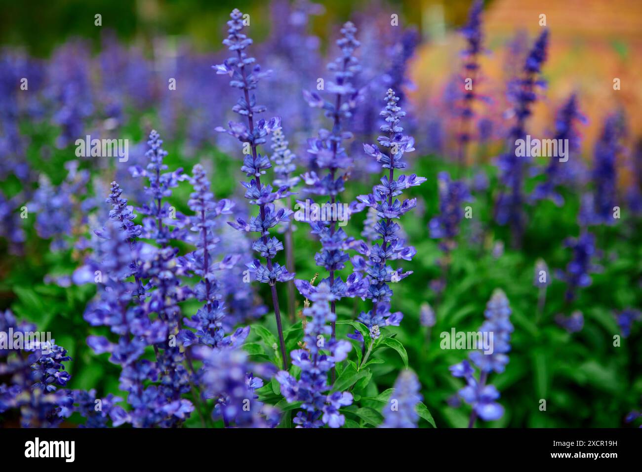Blue salvia hi-res stock photography and images - Alamy