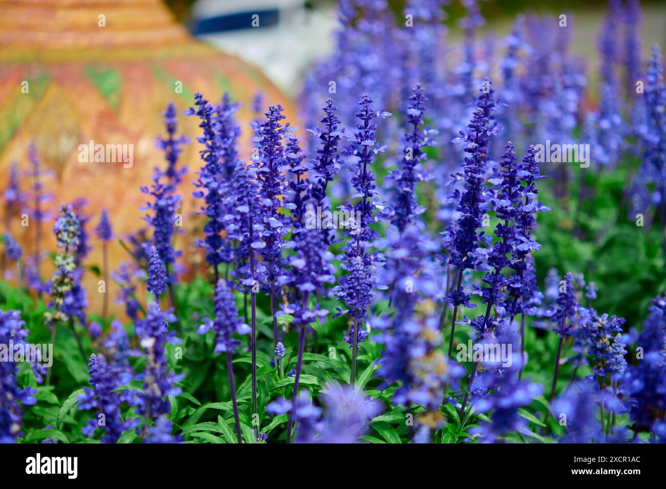 Blue salvia hi-res stock photography and images - Alamy