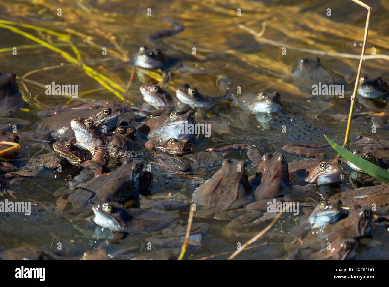 A lot of common frogs during breeding season are in shallow water Stock ...