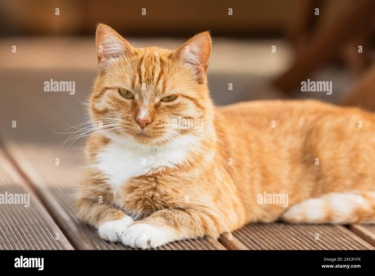 Portrait of lazy ginger cat with white spots laying on wooden floor ...