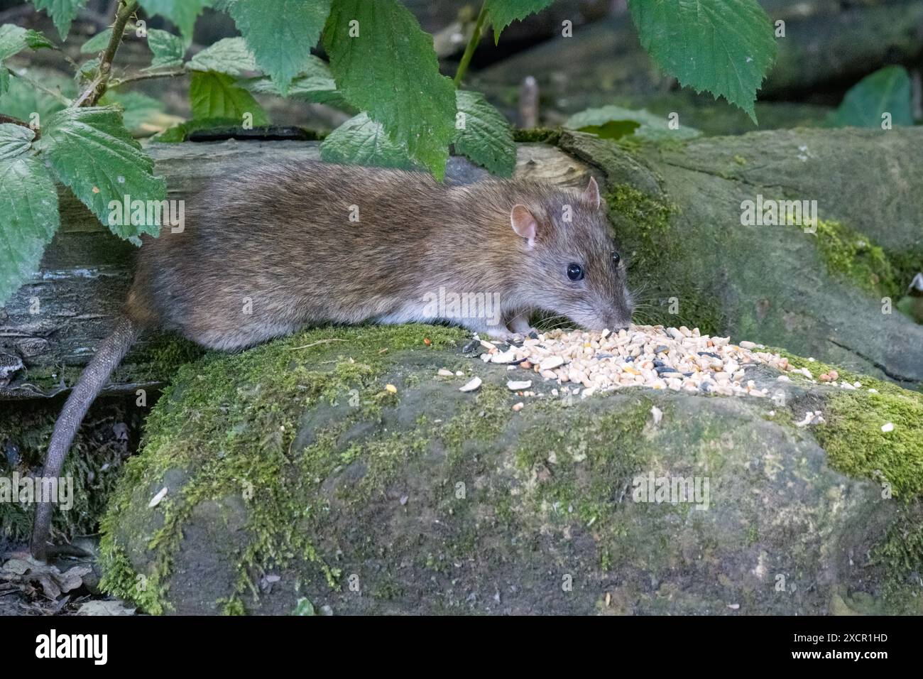 Rat feeding on seed hi-res stock photography and images - Alamy