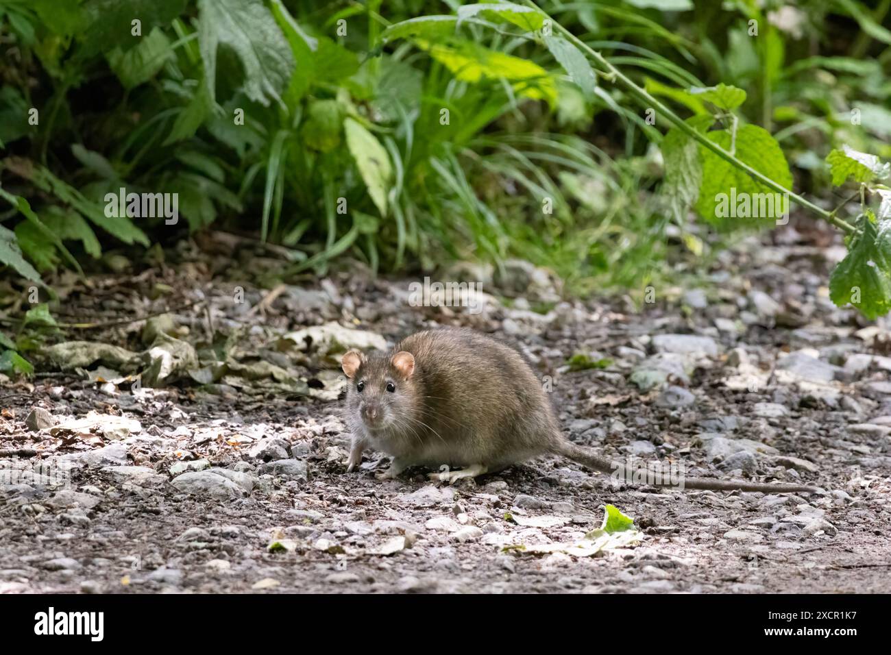 Rat feeding on seed hi-res stock photography and images - Alamy