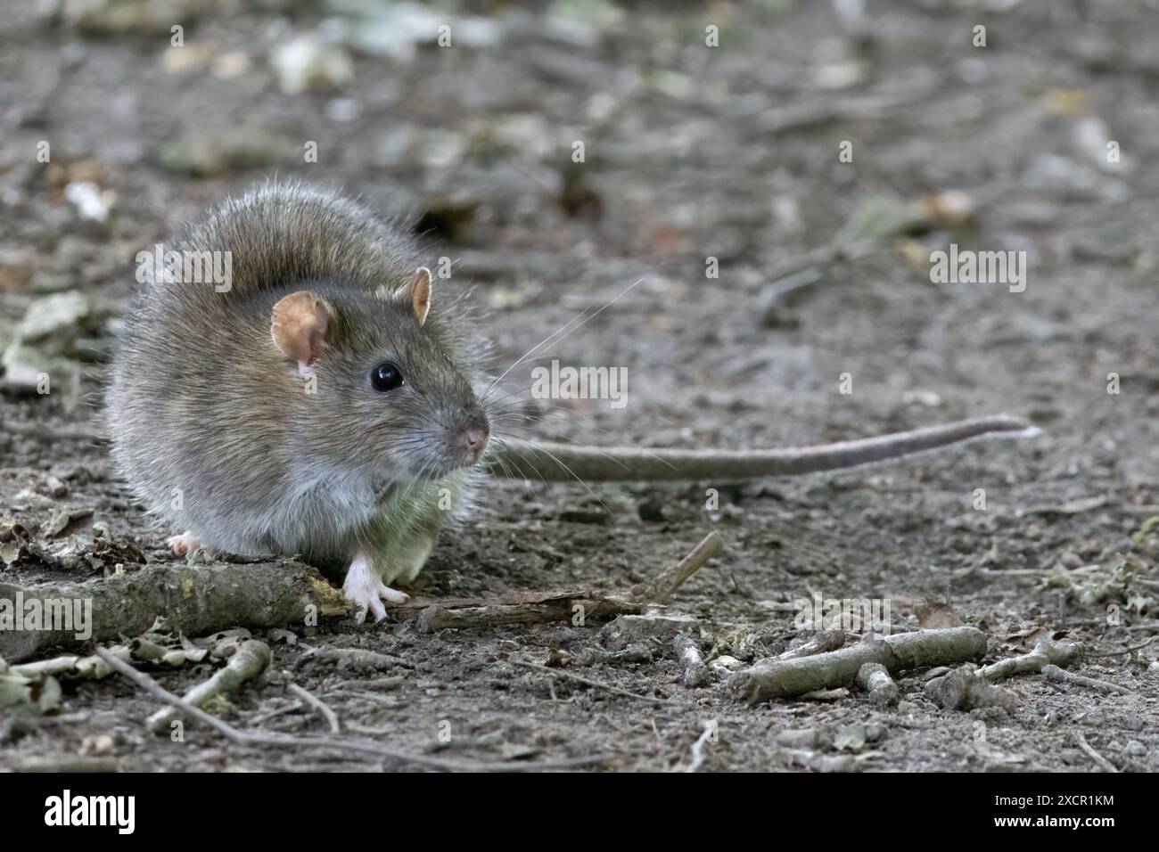 Brown Rat resting on the canopy floor Stock Photo - Alamy