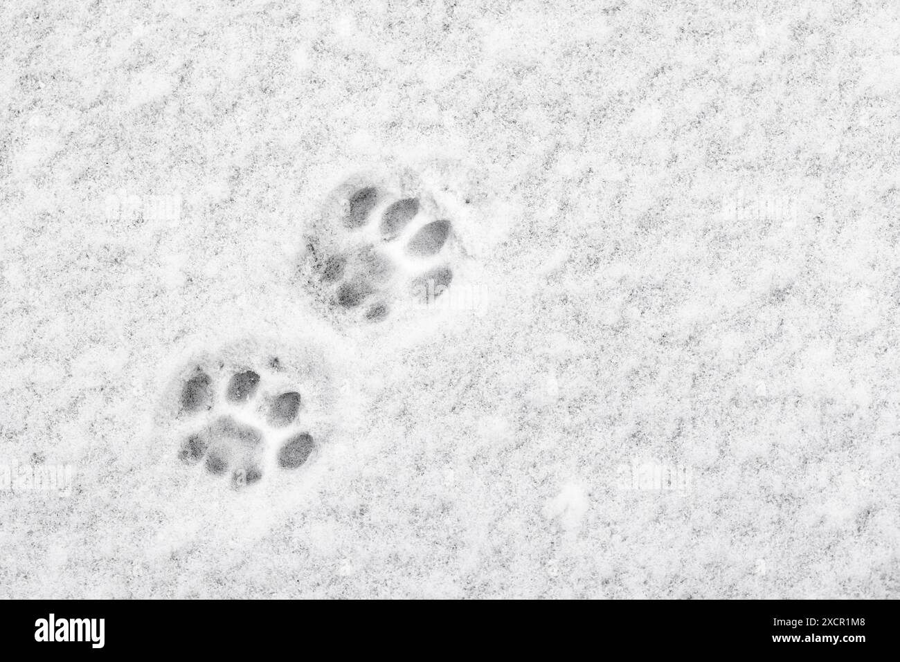Cat footprints in white snow, close-up photo, top view Stock Photo - Alamy