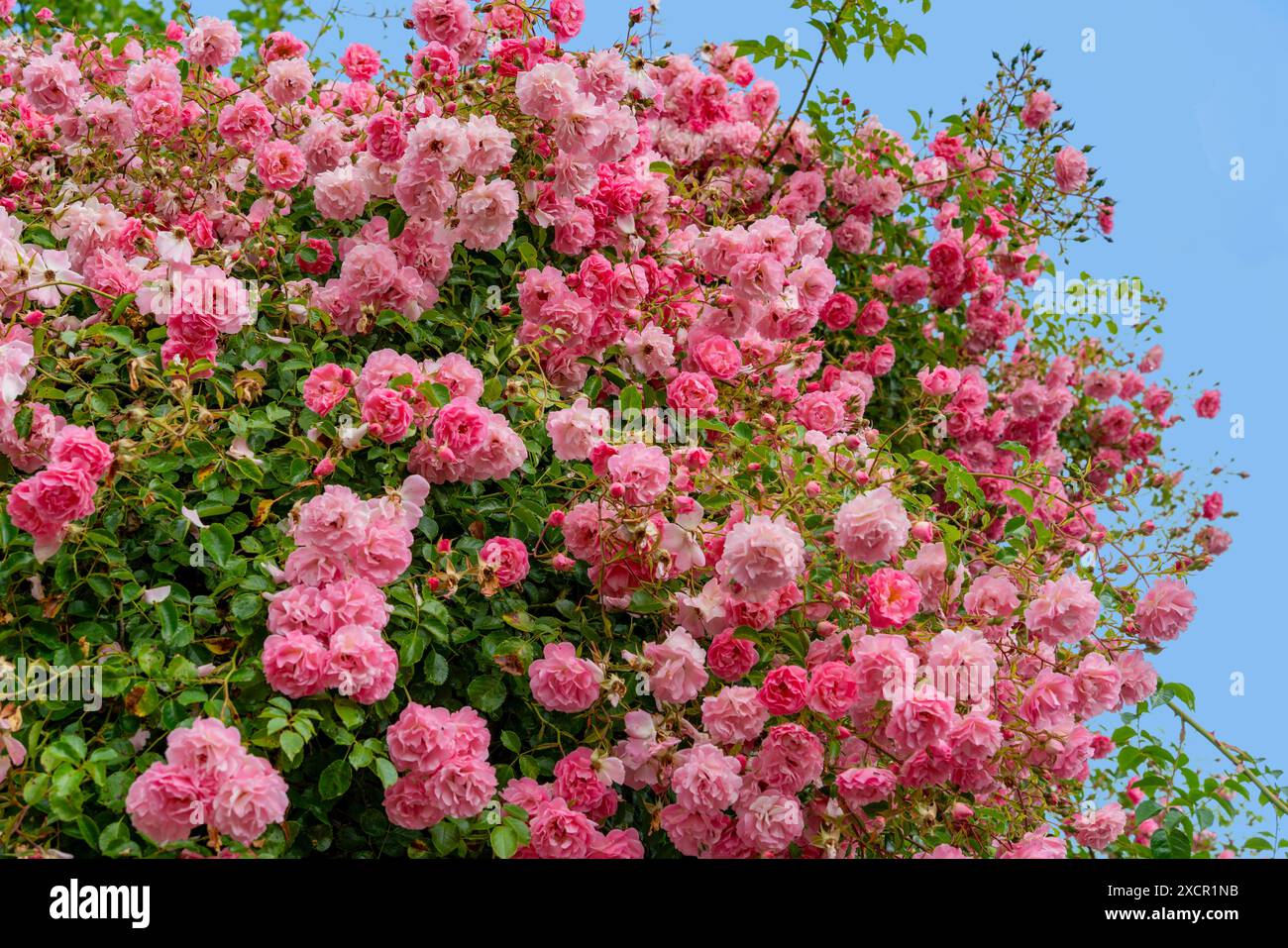 Rose bush closeup with lots of pink flower heads in front of blue sky ...