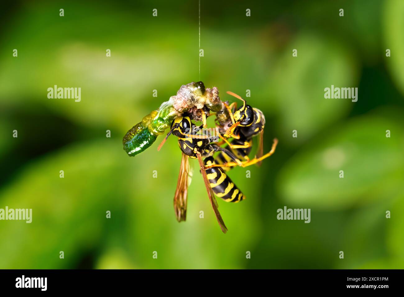 Two European Paper Wasps (Polistes dominula) attack caterpillar during ...