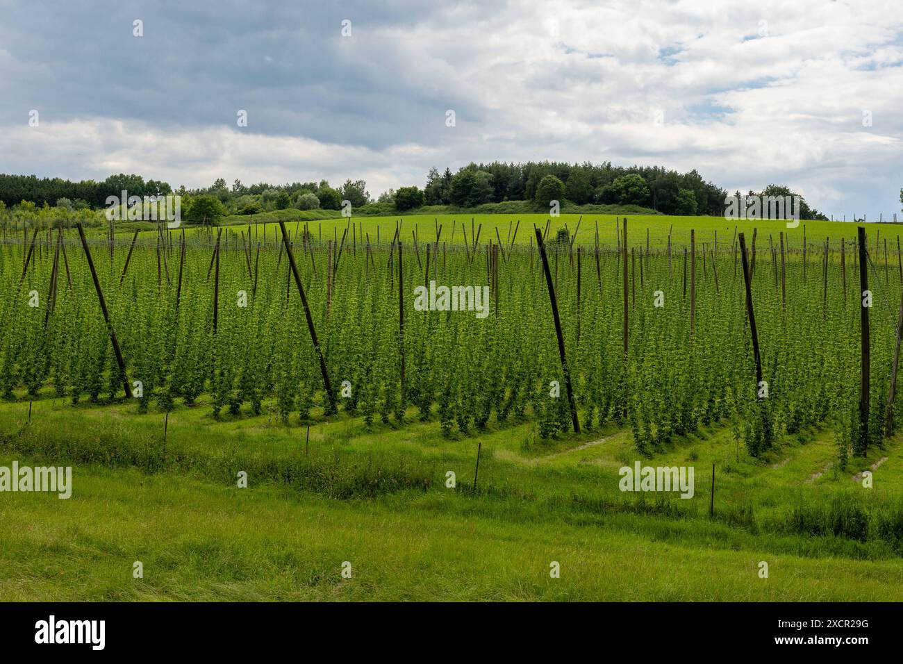 Hopfenanbau in Oberbayern Ein weitläufiges Hopfenfeld in der Hallertau ...