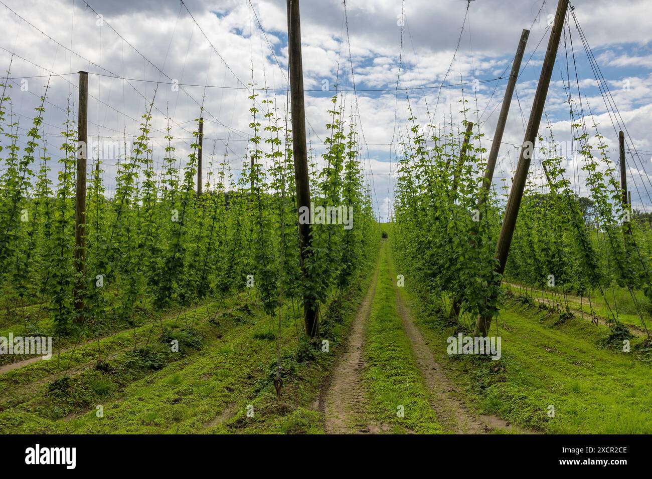 Hopfenanbau in Oberbayern Ein weitläufiges Hopfenfeld in der Hallertau ...
